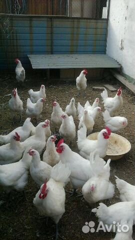 Бресс гальские и виандот серебро, золоточерноокайм