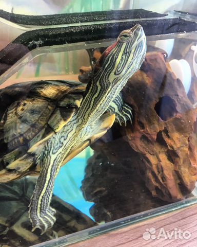 Красноухие черепахи