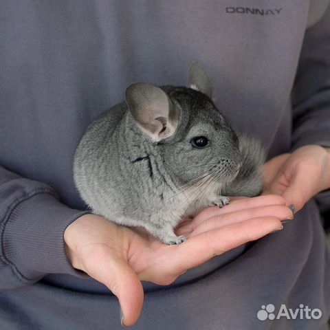 Шиншиллята Стандарт. Родословная, доставка, придан