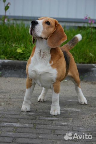 Мальчишки и Девочки Бигля