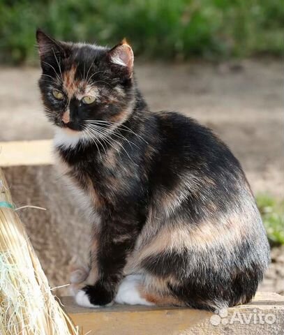 Кошачий рай,но все хотят домой