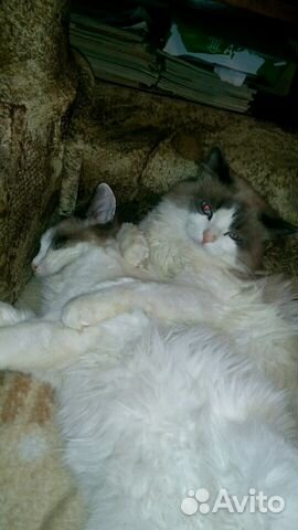 Красавцы рэгдолл