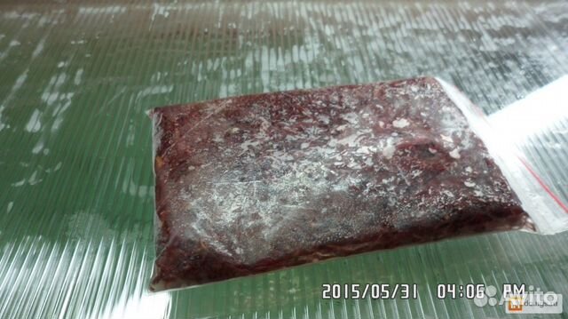 Заморозка мотыль,дафния,циклоп.трубочник живой