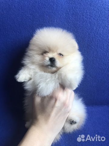 Кукольные кремики