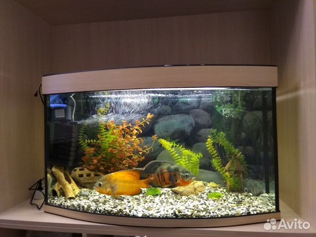 Аквариум + LED свет