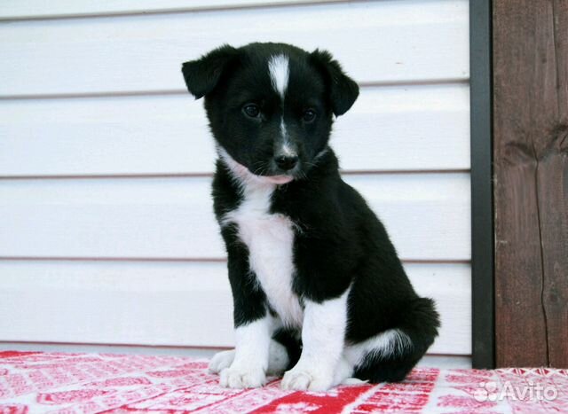 Щенок в добрые руки, маленькая собака, маленький щ