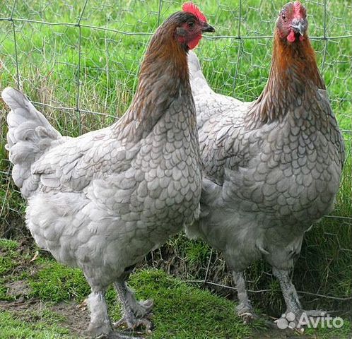 Семьи породной птицы