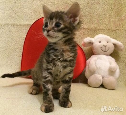 Южная Ночка) Изысканность манер и кроткий нрав)