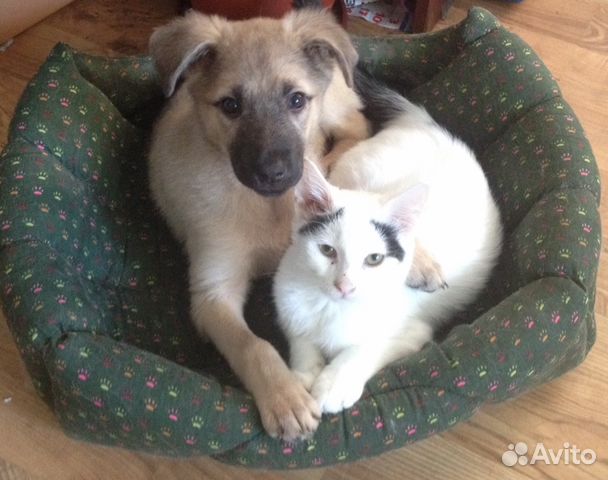 Щенок и котенок