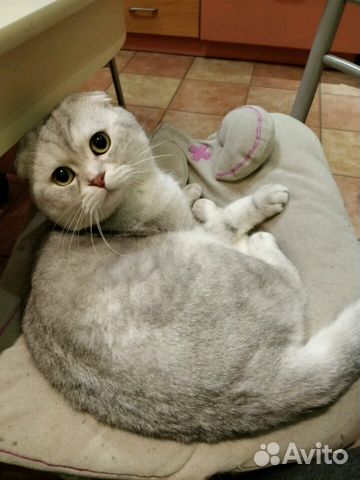 Вязка кот вислоухий