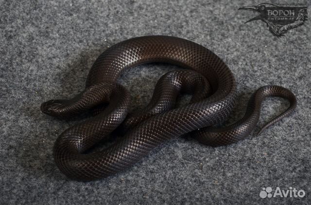 Королевская змея нигрита