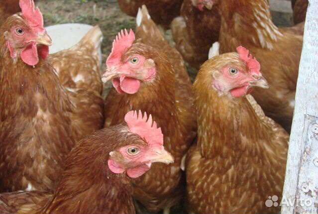 Кубанские несушки