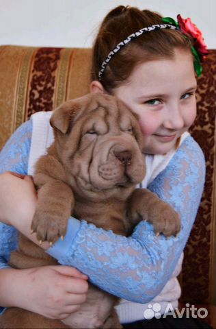 Лиловый Принц Голубых Кровей