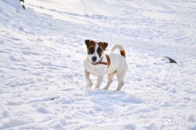 Вязка Джек Рассел терьер