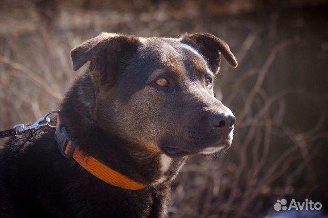 Великолепный Амур в дар