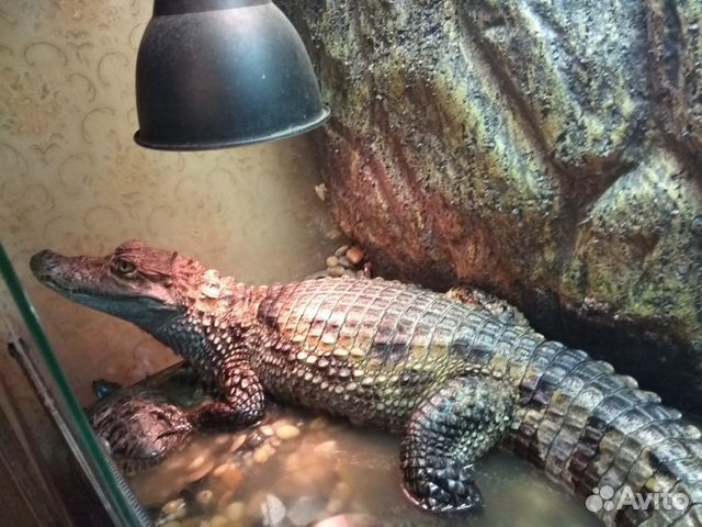 Крокодиловый кайман