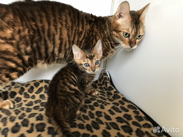 Тойгер кошечка Мурра