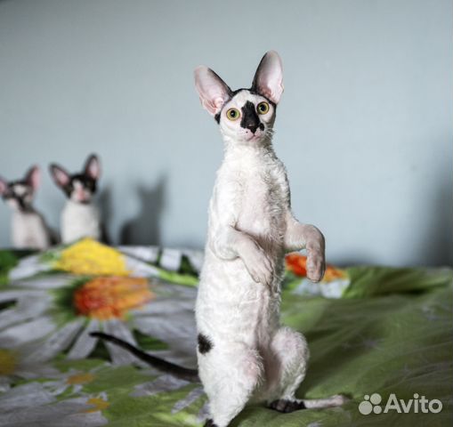 Изумительное кудрявое чудо, корнишатки