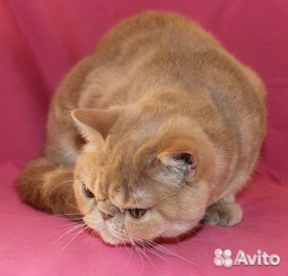 Подрощенный экзотик