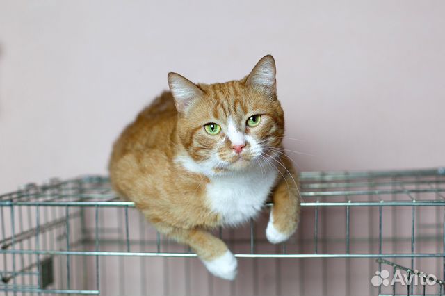 Кот Фунтик