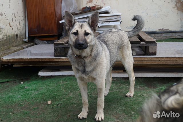 Собака в дар