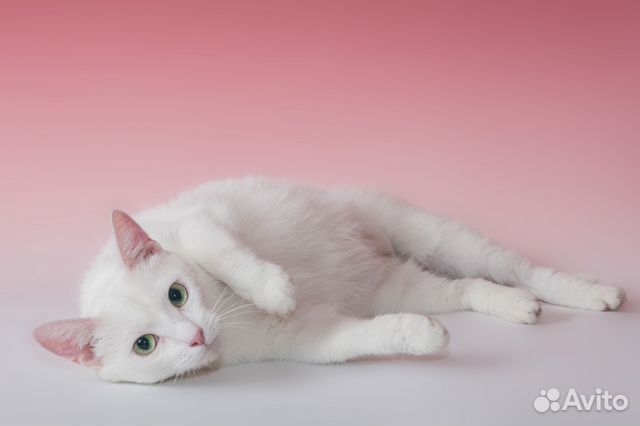 Красивая ласковая белая кошка Бьянка