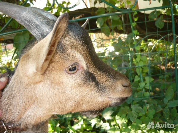 Камерунская карликовая коза (козленок) + видео