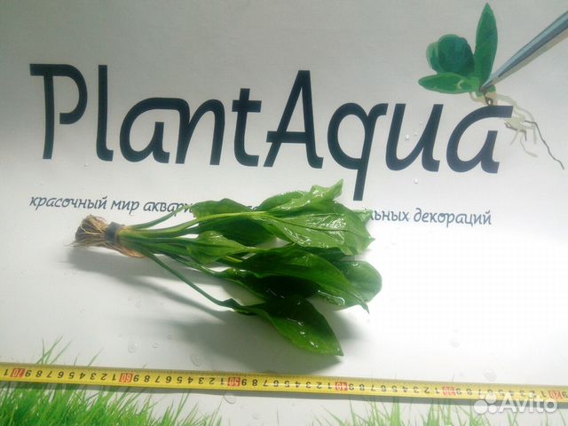 Эхинодорусы разные