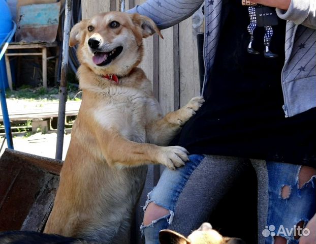 Красотка Плюшка