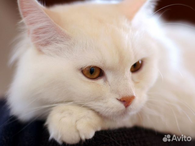 Ангорский котик 1,5 года