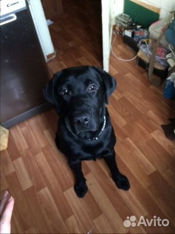 Лабрадор потеряшка