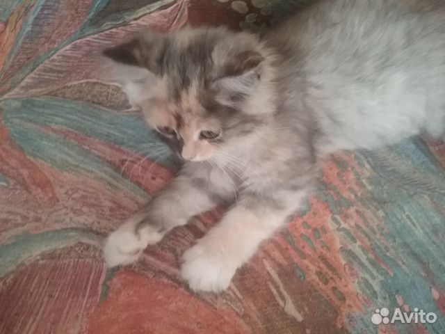 Дарю котенка девочку Енота