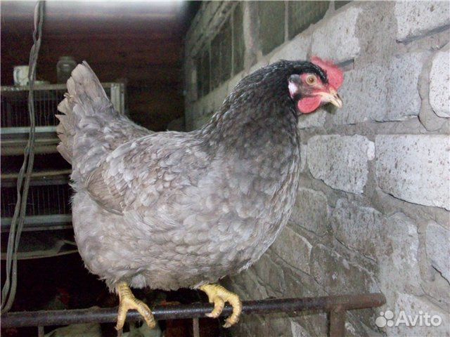 Куры Доминант
