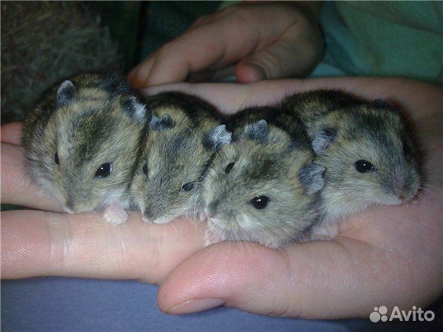 Джунгарские хомячата