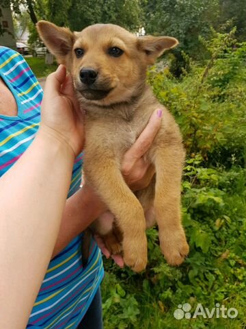 Щенок мальчик 1,5мес. Метис,прививка щенячья