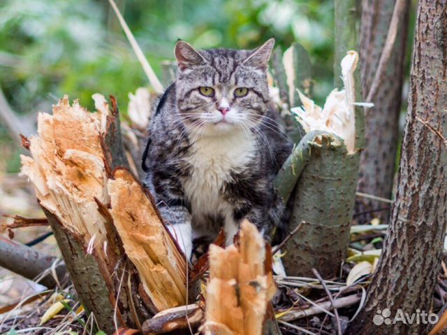 Кошка Травка ищет дом