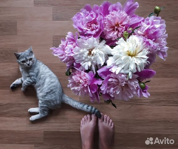 Котёнок шотландец девочка