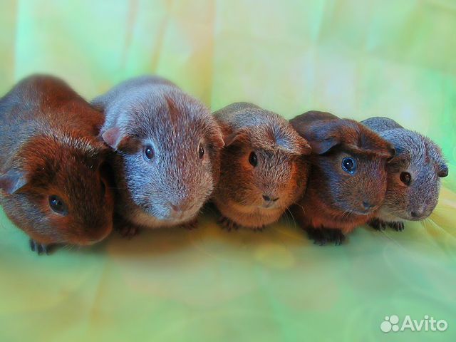 Морские свинки из домашнего питомника