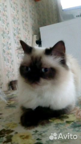 Кошка перс ищет жениха