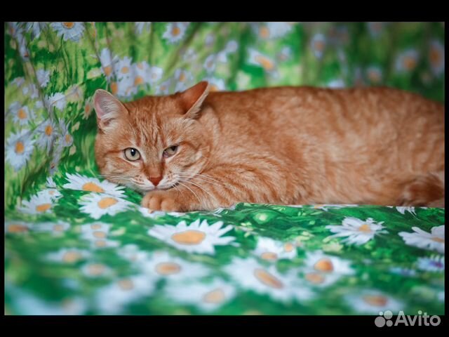 Кошечка рыжая Луиза ищет дом