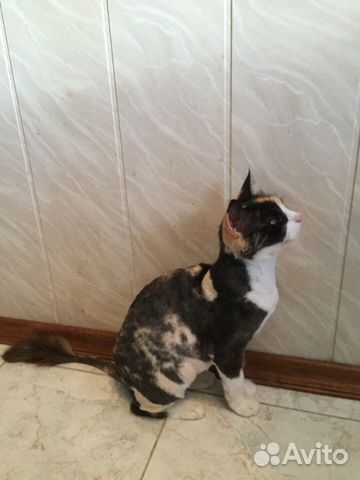 Кошечку в добрые руки