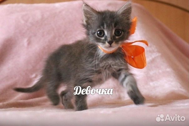 Серебристая малышка ищет дом