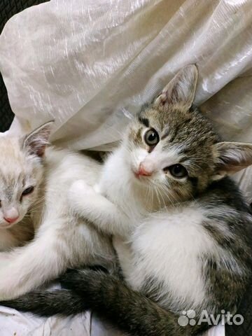 Отдам котят в дар