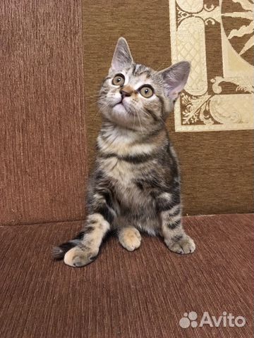 Шикарная шотландская девочка