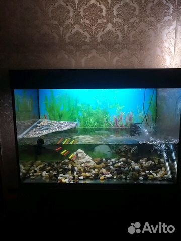 Американская красноухая черепаха с аквариумом на 1