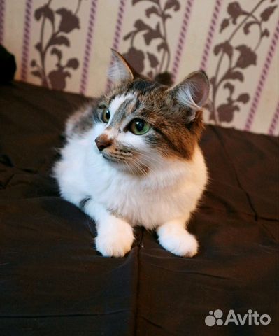 Ириска-ласковая и благодарная