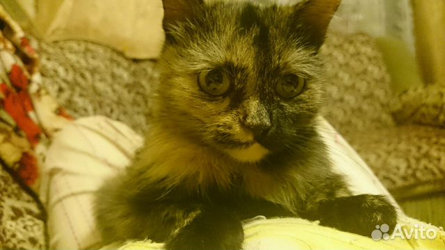 Кошечка найденышь