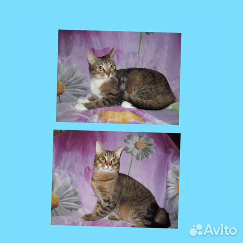 Кошечка Алиса и котик Базилио в поисках хозяев