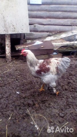 Петушки смешанные с брамма