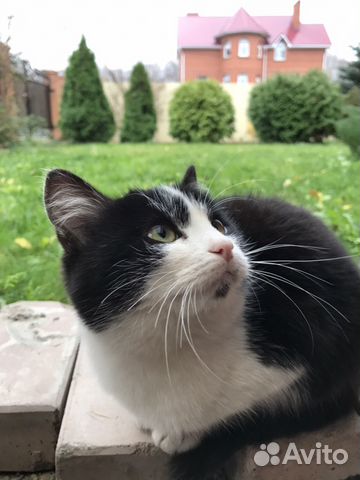 Котёнок девочка, 5 месяцев. Смесь британской пород